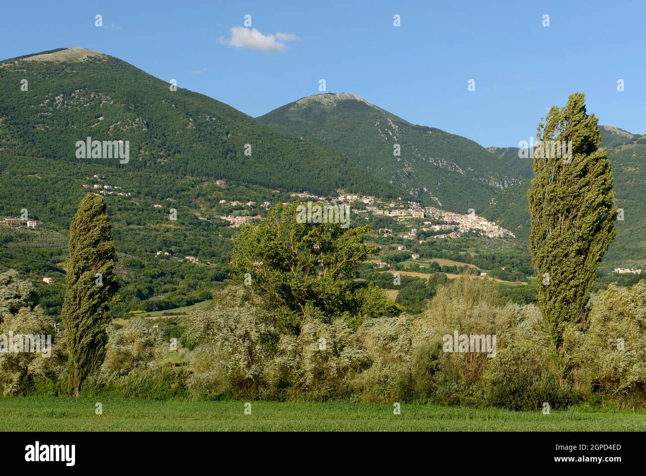 view of trees bent by wind in the lush countryside near one of the ...