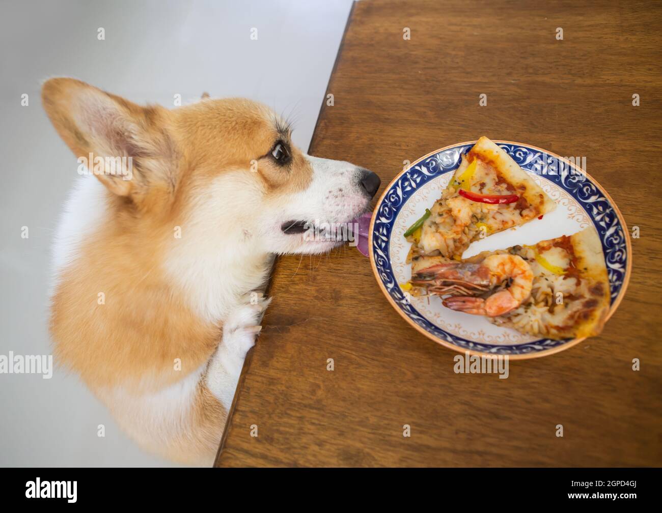 Corgi dog climbs up on wooden table and try to lick pizza on the dish ...