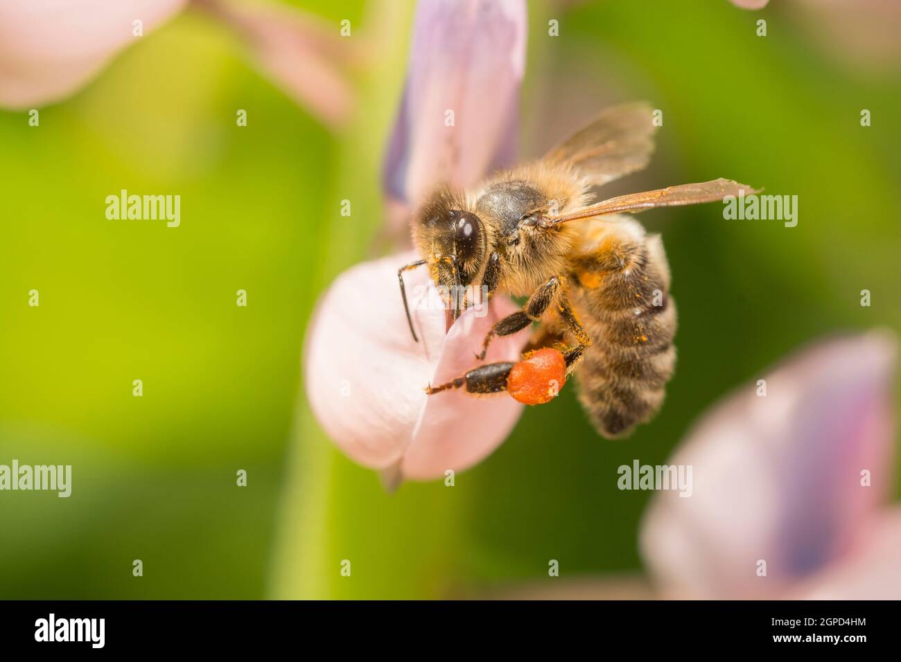 Dark honey bee hi-res stock photography and images - Alamy