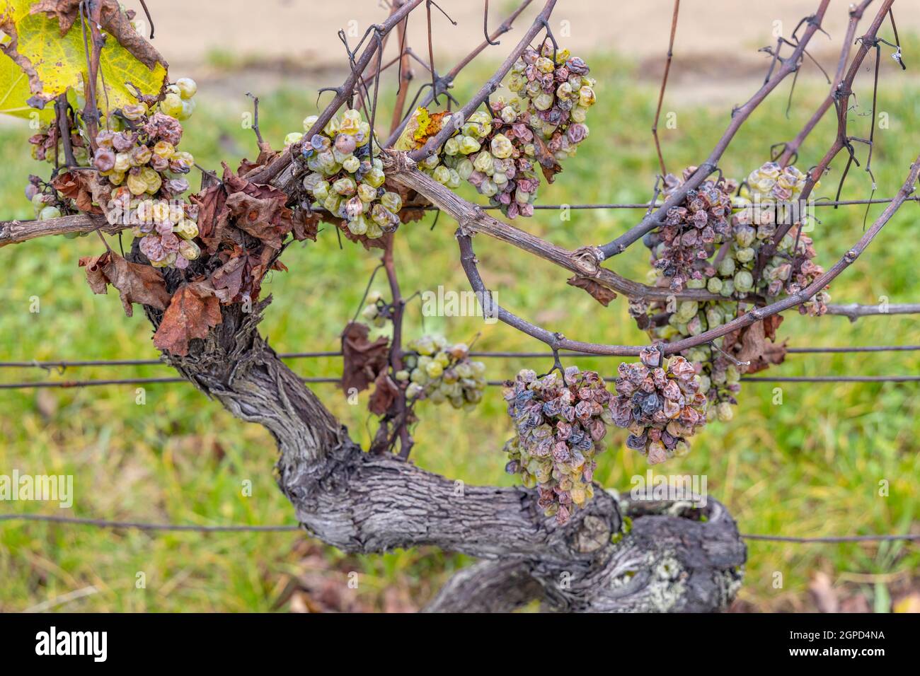white grapes infested with rot and mold Stock Photo - Alamy