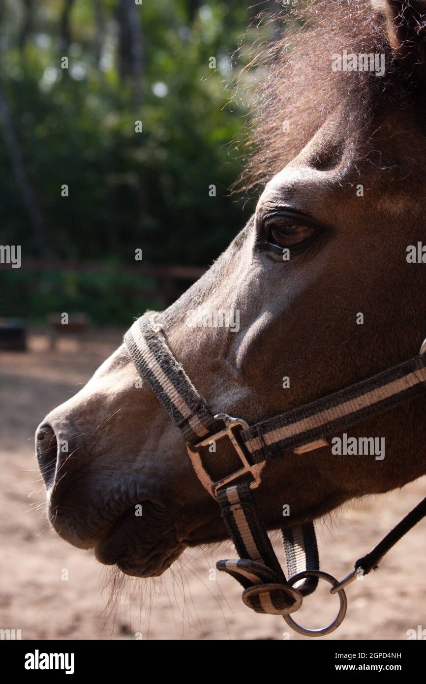 Portrait of a horse brown pony in profile, in a bridle outside the ...