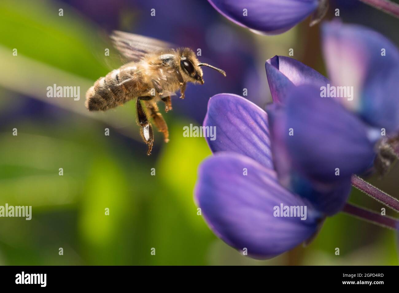 Flying towards flower hi-res stock photography and images - Alamy
