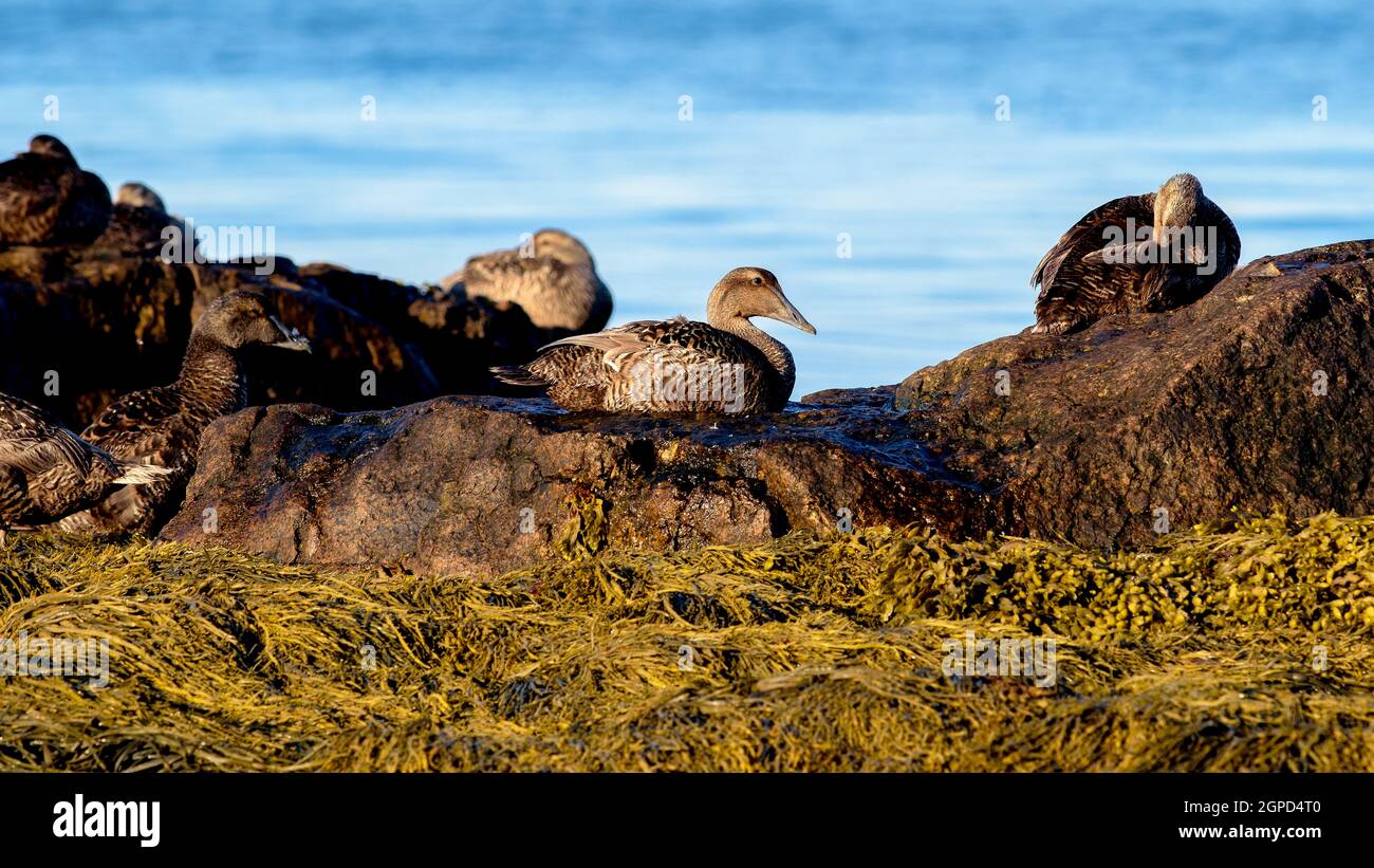 Common eider hen hi-res stock photography and images - Alamy