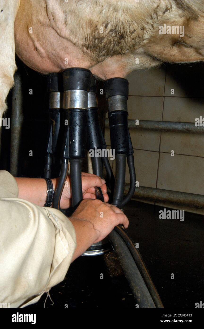 Cow milking parlor hi-res stock photography and images - Alamy