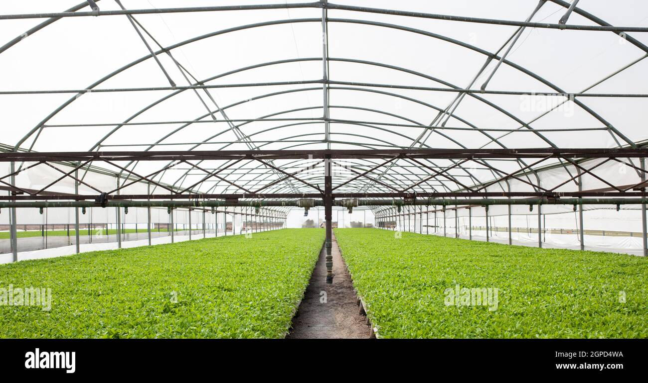 Overhead sprinkler system at tomato seedlings plants of greenhouse ...