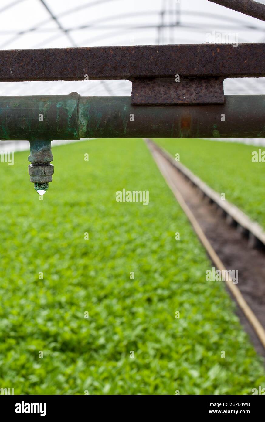 Overhead sprinkler system at tomato seedlings plants of greenhouse ...