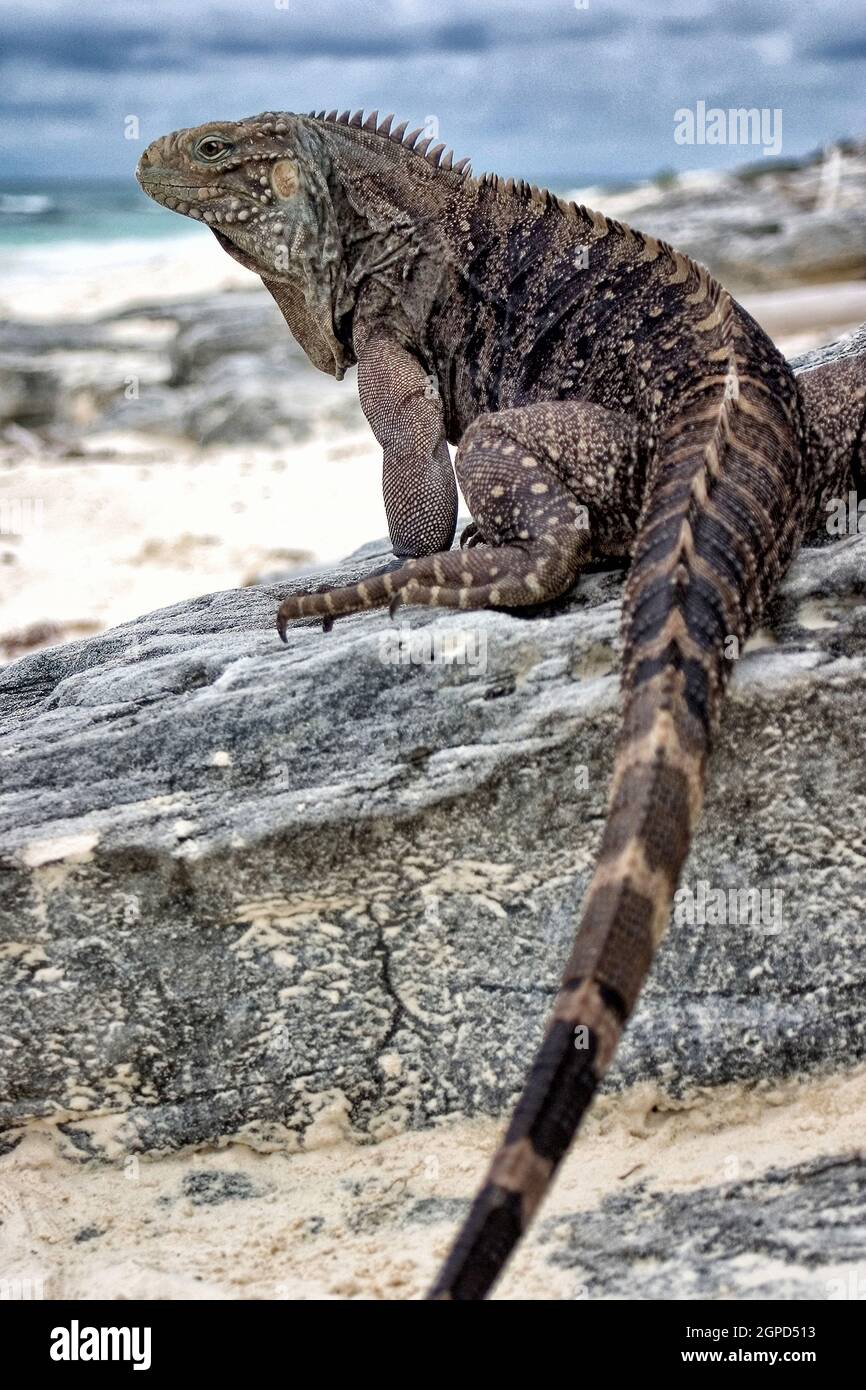 Kuba leguan hi-res stock photography and images - Alamy