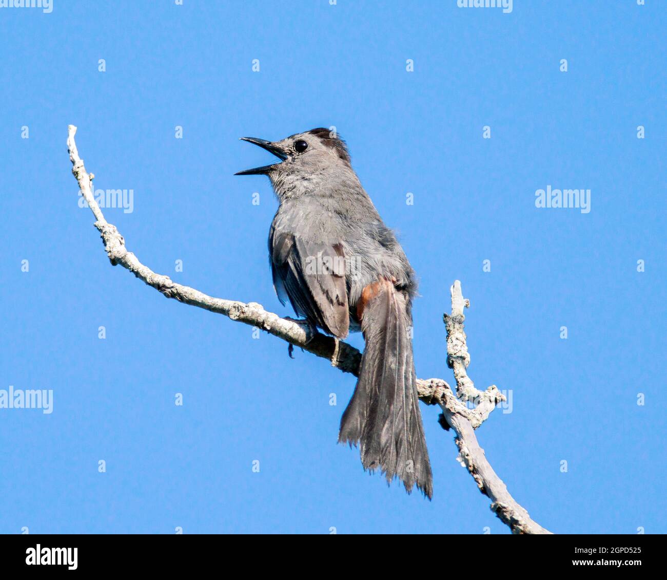 Mimicking bird calls hi-res stock photography and images - Alamy