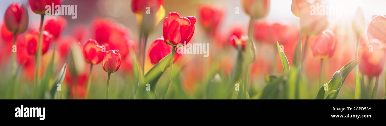 Tulips in flowerbeds in the garden in spring. Beautiful panorama of red ...