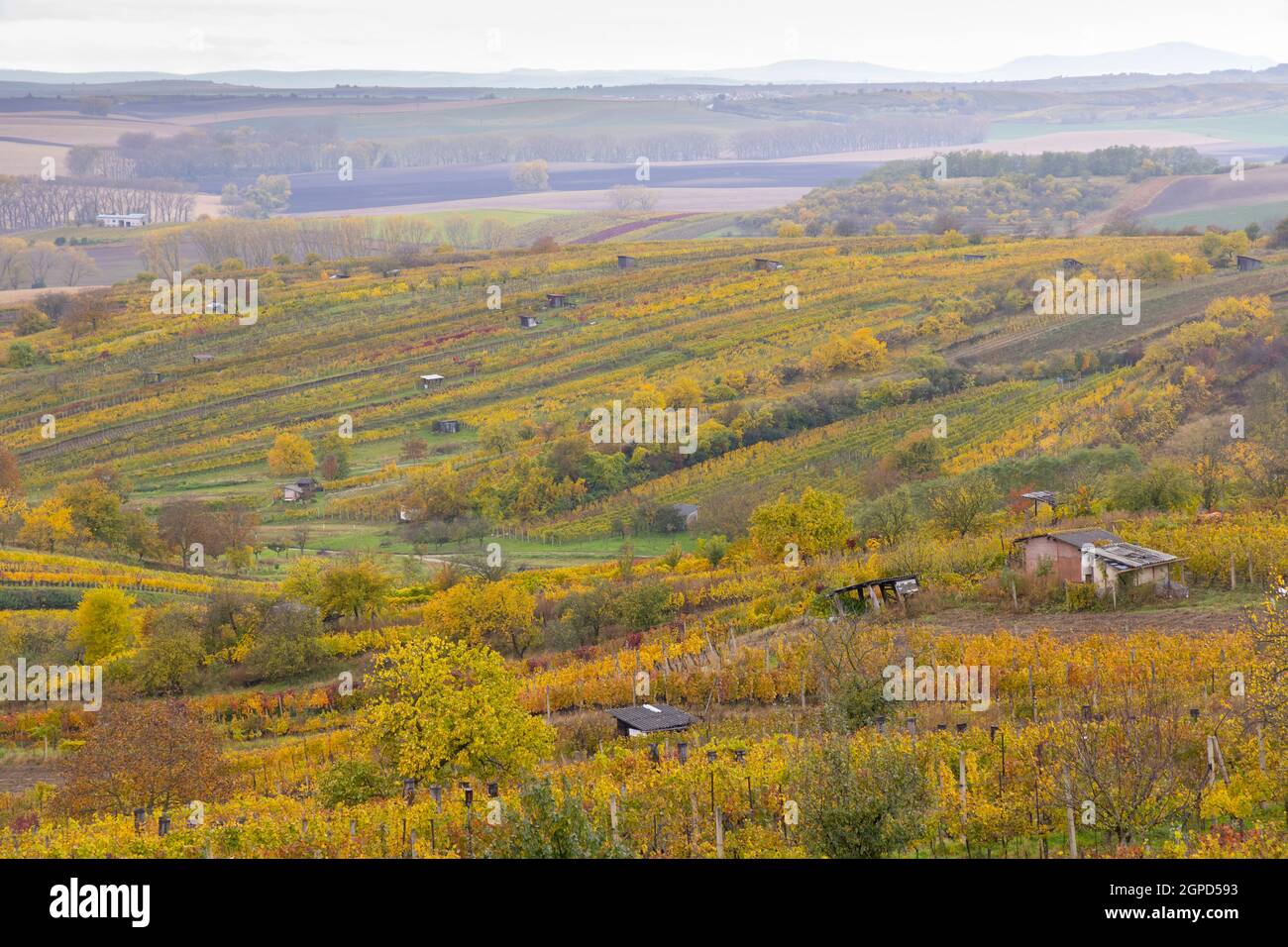 Autumn vineyard near Mutenice, Southern Moravia, Czech Republic Stock ...