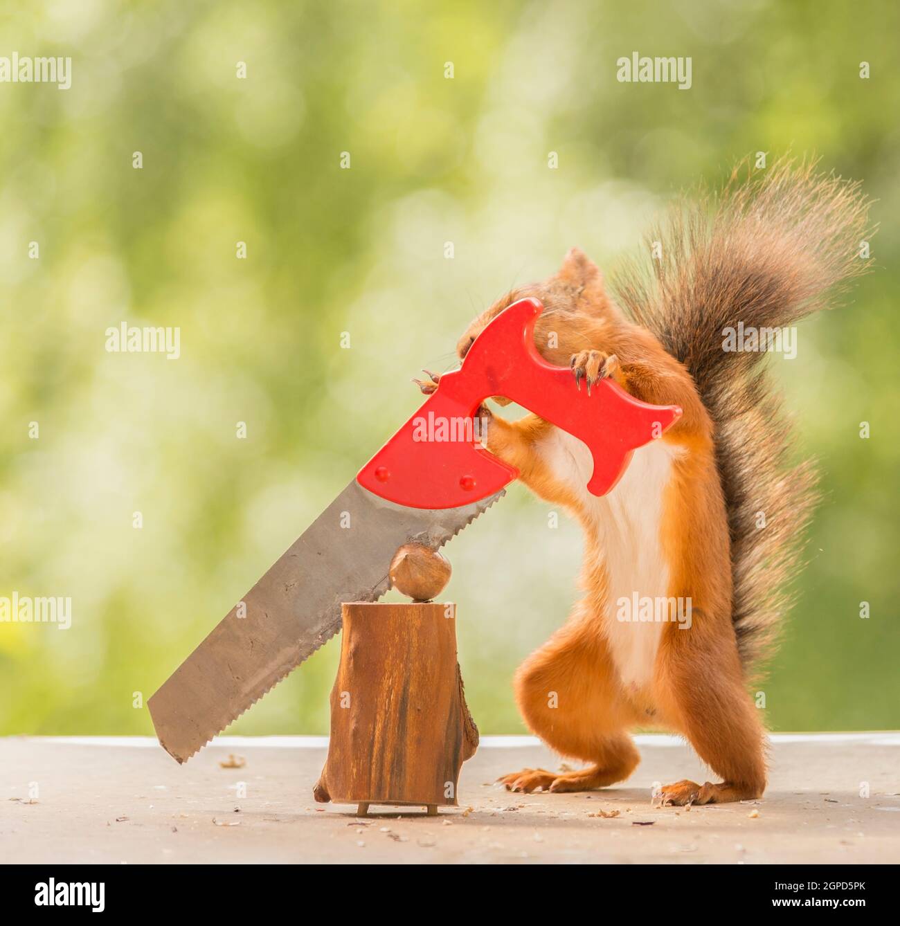 Red squirrel standing with a saw and saw block hi-res stock photography ...