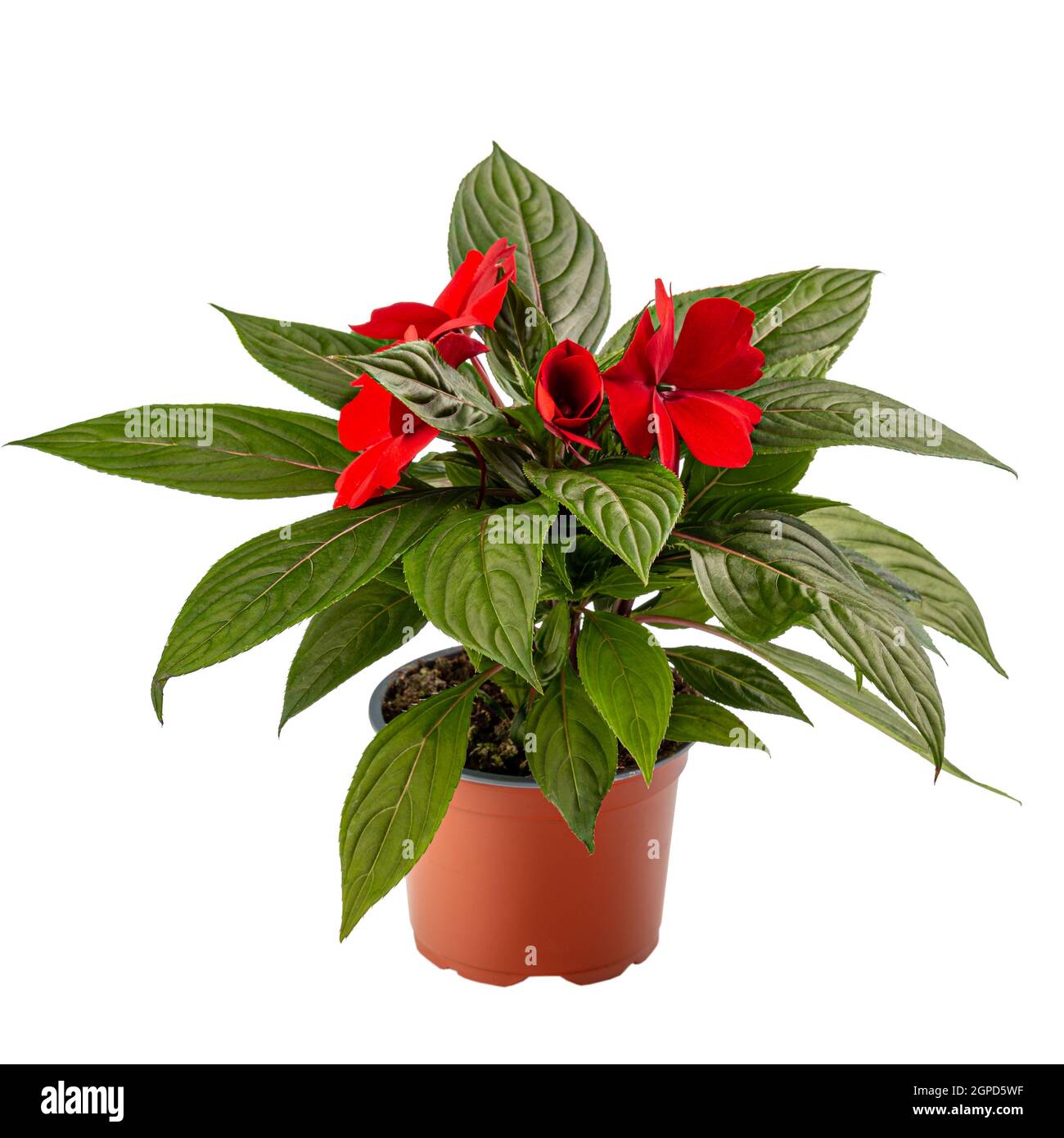 Potted Impatiens walleriana or Zanzibar balsam with red bloom on white ...