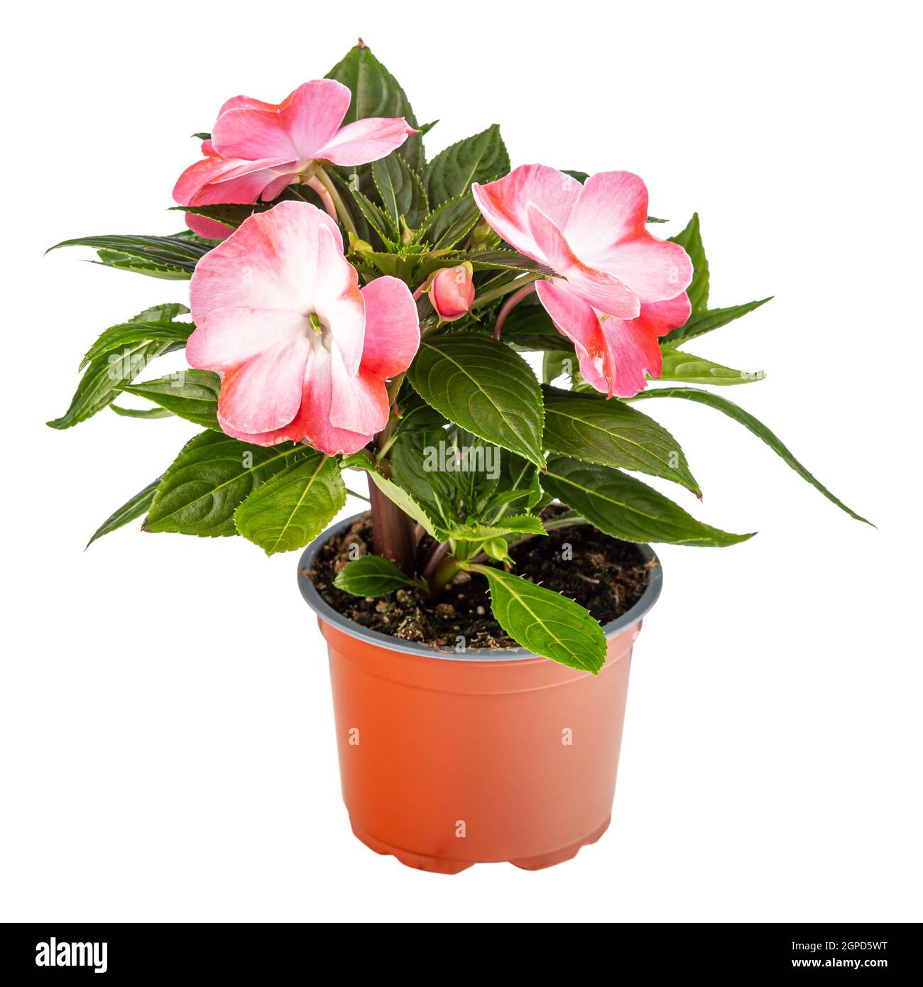 Impatiens walleriana flower in flower pot on white background Stock ...