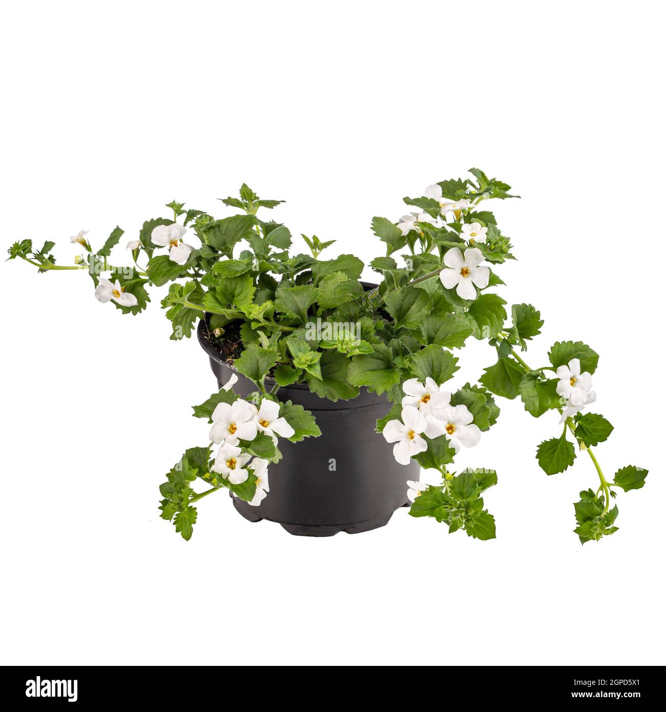 Bacopa monnieri, the common names water hyssop in flowerpot on white ...
