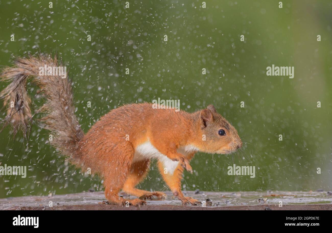 Red squirrel shaking out the water hi-res stock photography and images ...