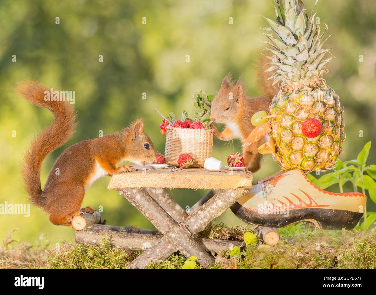 Red squirrels at a table with fruit hi-res stock photography and images ...
