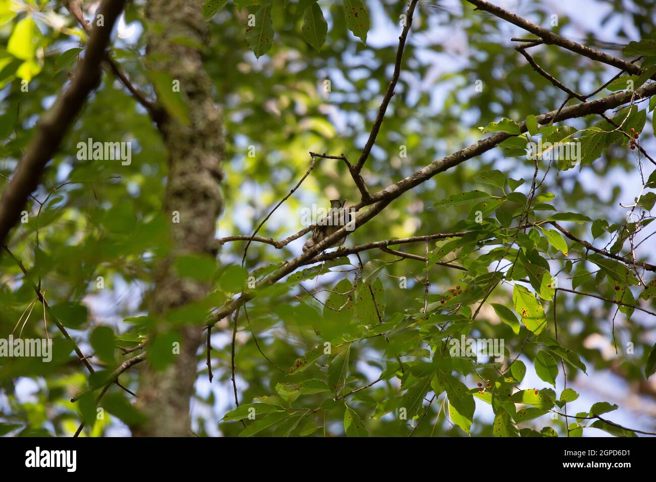 Juvenile northern mockingbird hi-res stock photography and images - Alamy