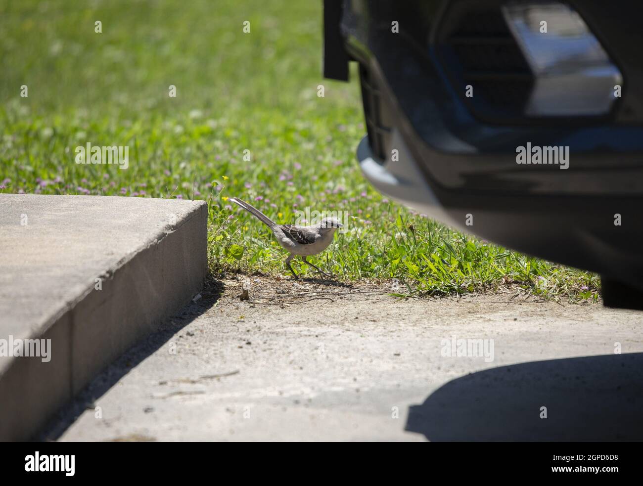 Northern mockingbird (Mimus poslyglotto) hunting for insects in the ...