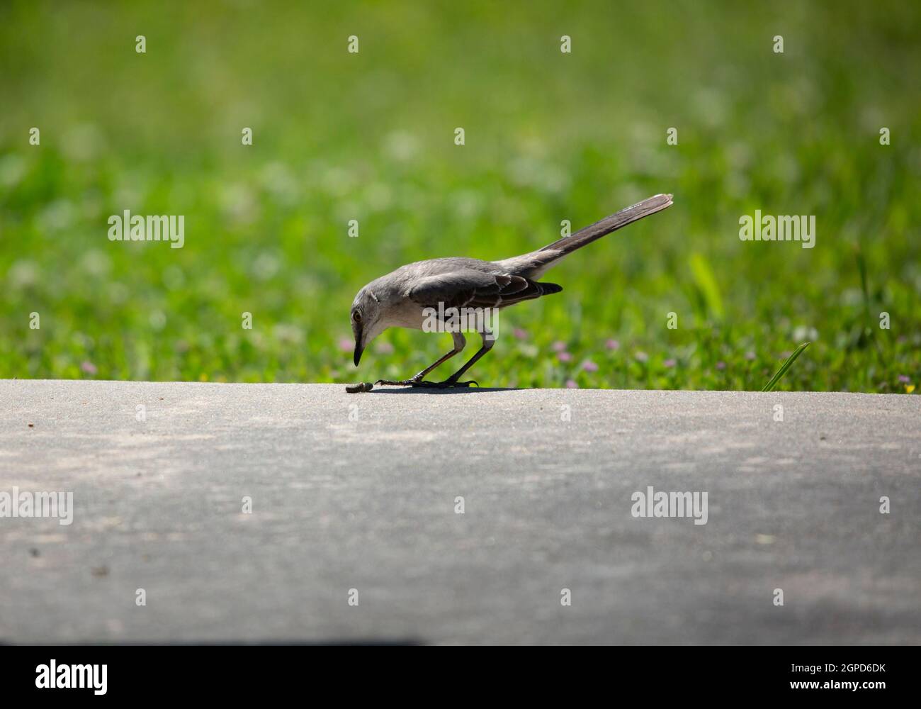 Northern mockingbird ground hi-res stock photography and images - Alamy