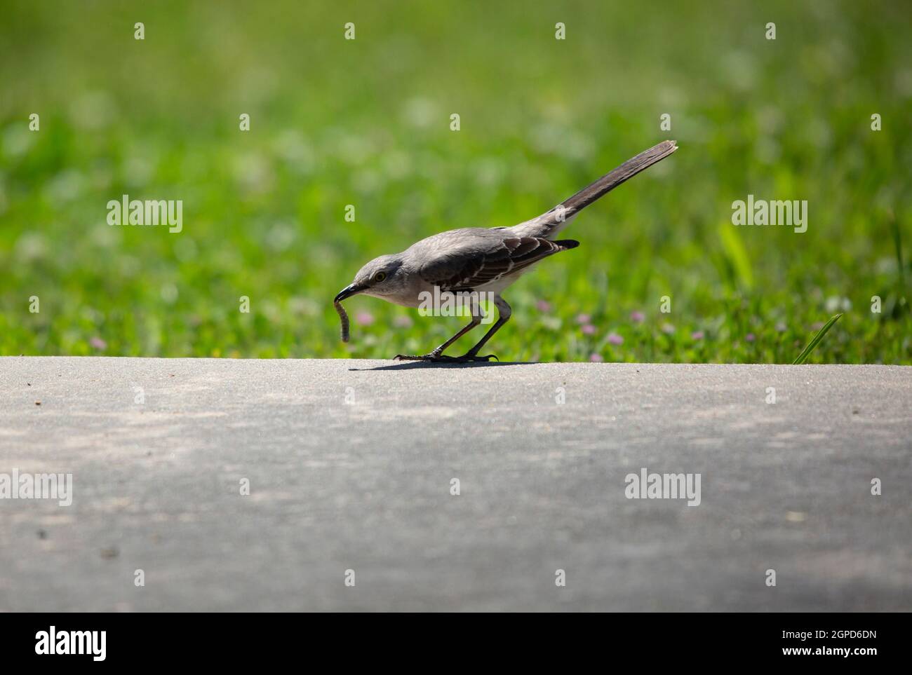 Northern mockingbird ground hi-res stock photography and images - Alamy