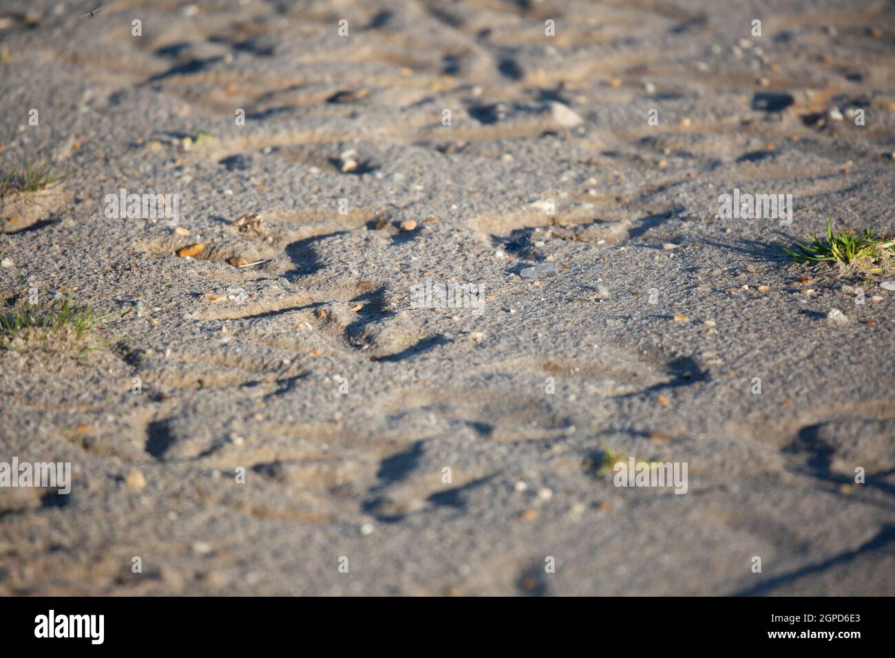 Numerous bird tracks sunk deep on beach sand Stock Photo - Alamy