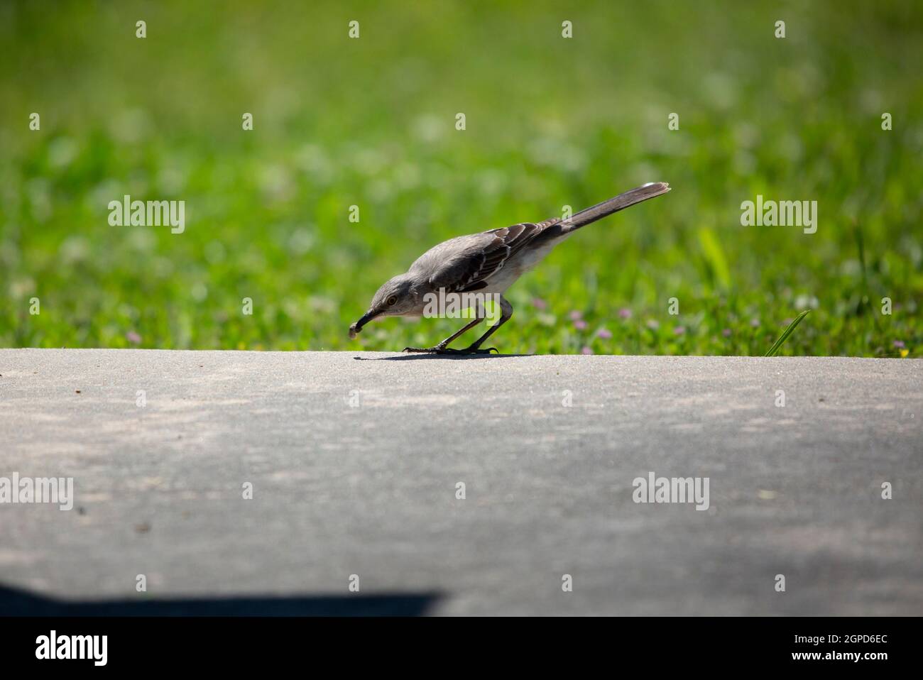 Northern mockingbird ground hi-res stock photography and images - Alamy