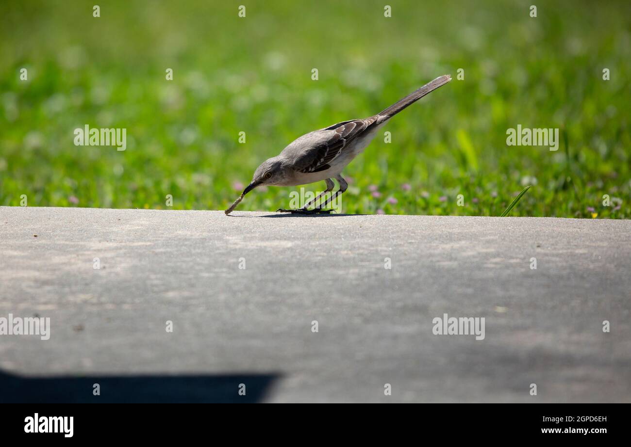 Northern mockingbird ground hi-res stock photography and images - Alamy
