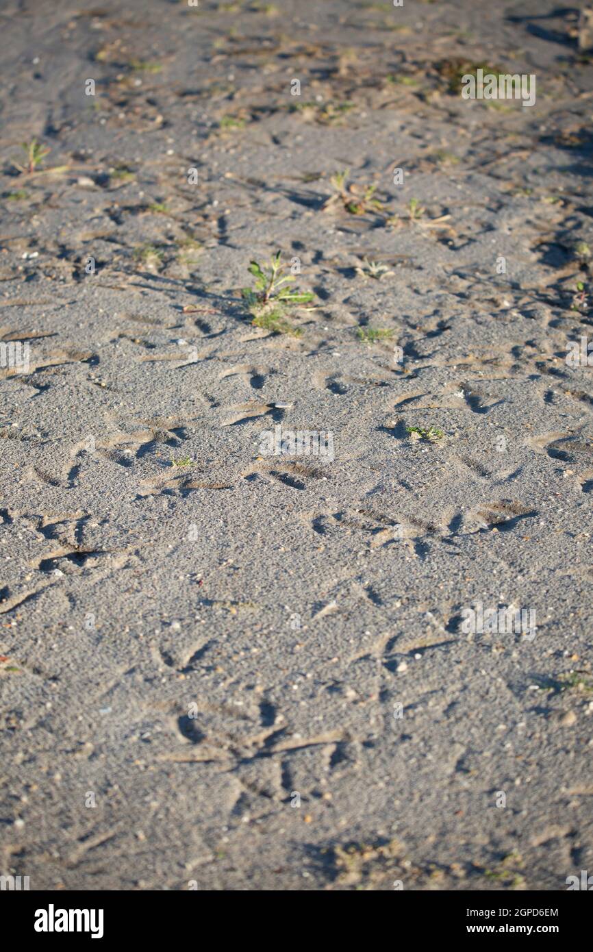 Numerous bird tracks sunk deep on beach sand Stock Photo - Alamy