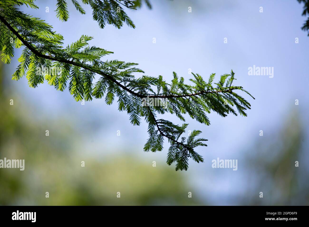 Branching off hi-res stock photography and images - Alamy