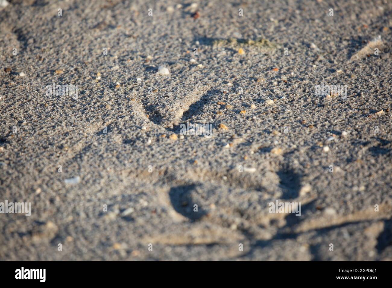 Small bird tracks in sand hi-res stock photography and images - Alamy