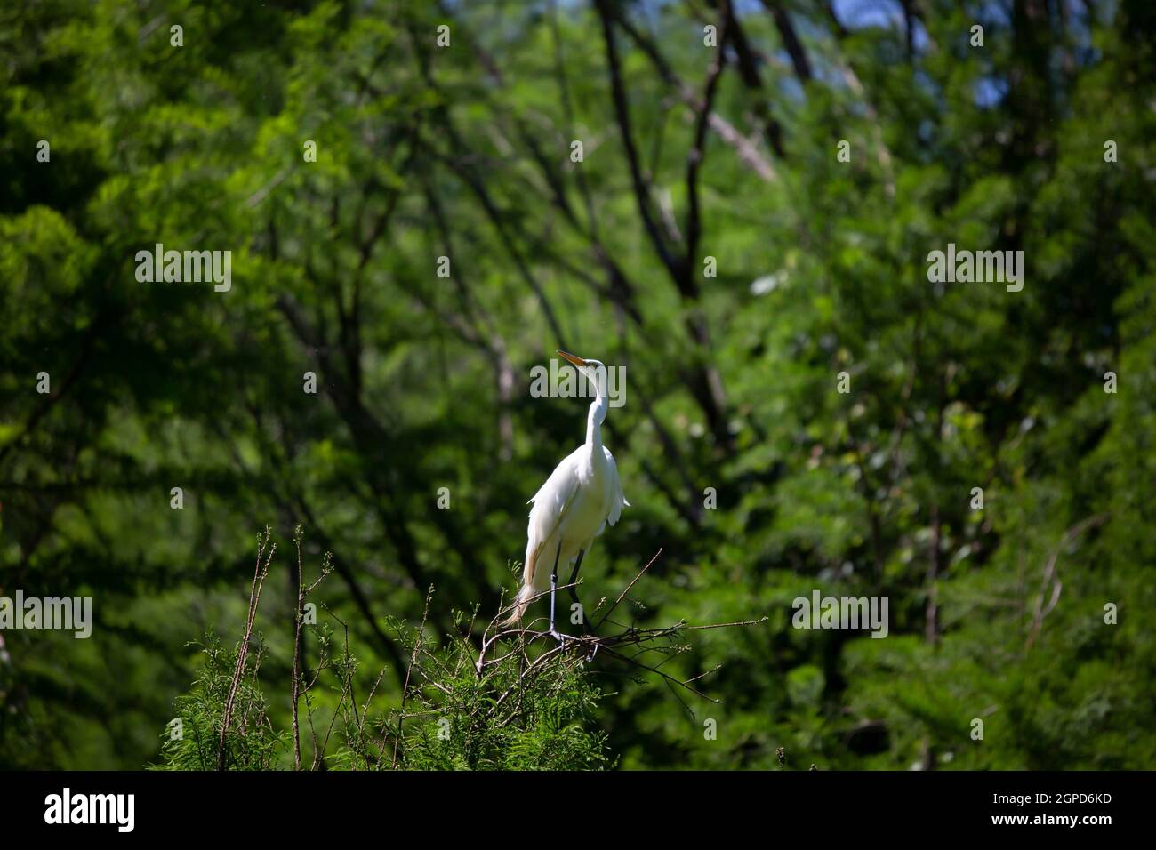 Great egret (Ardea alba) guarding its colony from a tree perch Stock ...