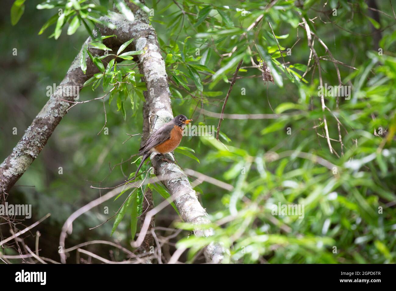 American robin (Turdus migratorius) eating a worm for lunch Stock Photo ...