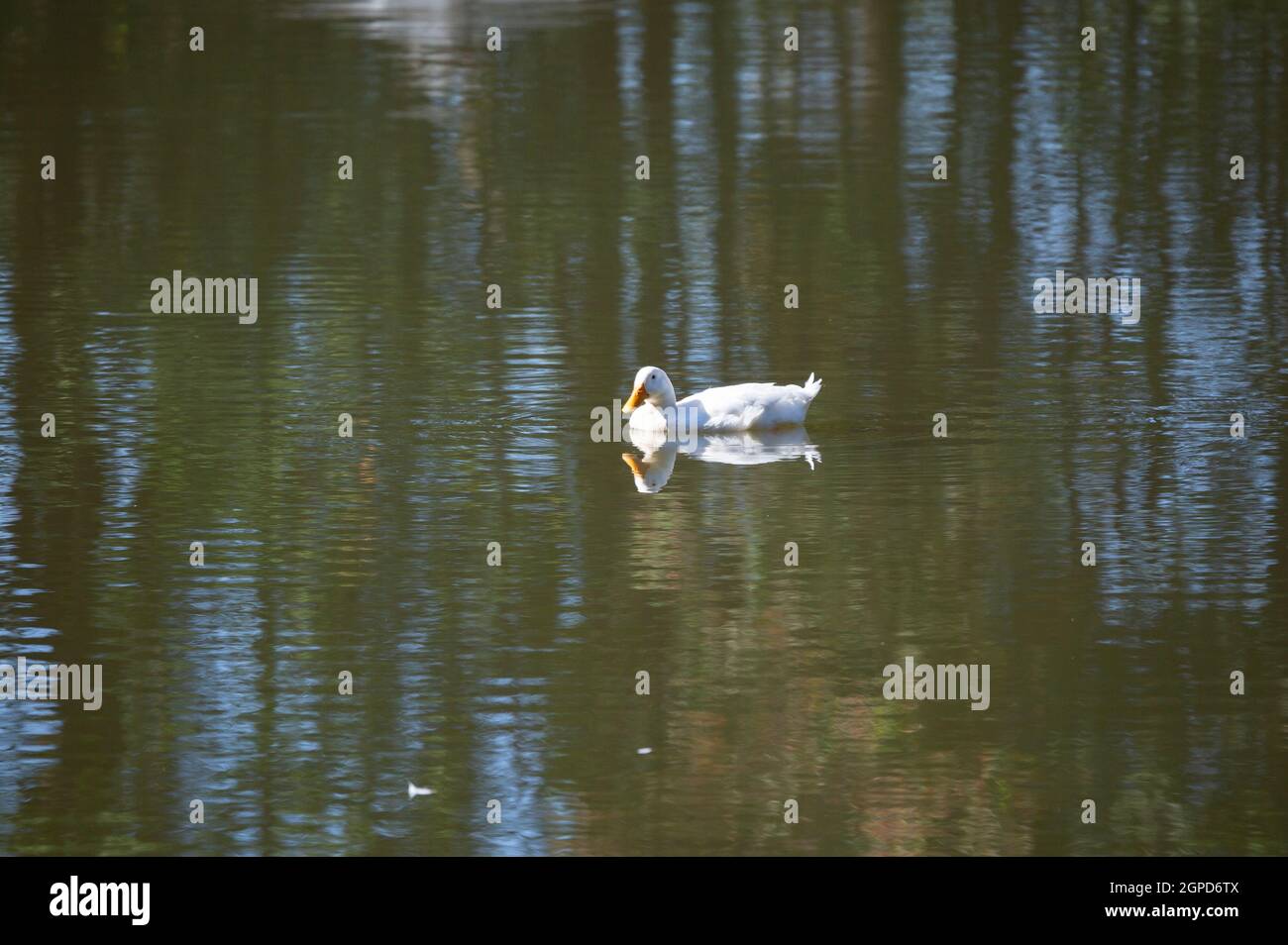 Snow goose (Chen caerulescens) swimming in a body of water Stock Photo ...