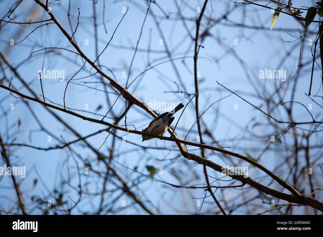 Tufted titmouse (Baeolophus bicolor) preparing to fly off a tree limb ...