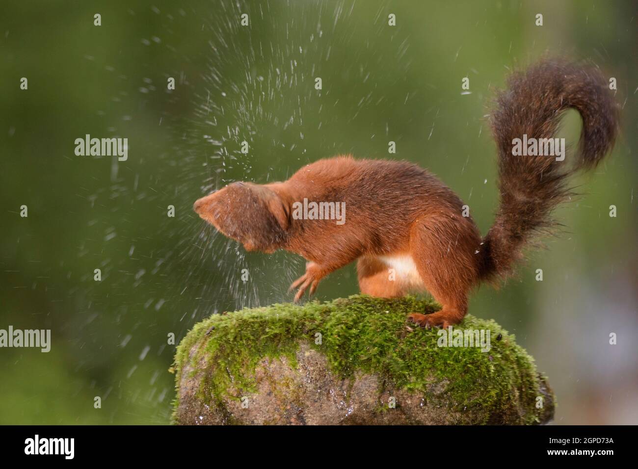 red squirrel shaking out water during rain Stock Photo - Alamy