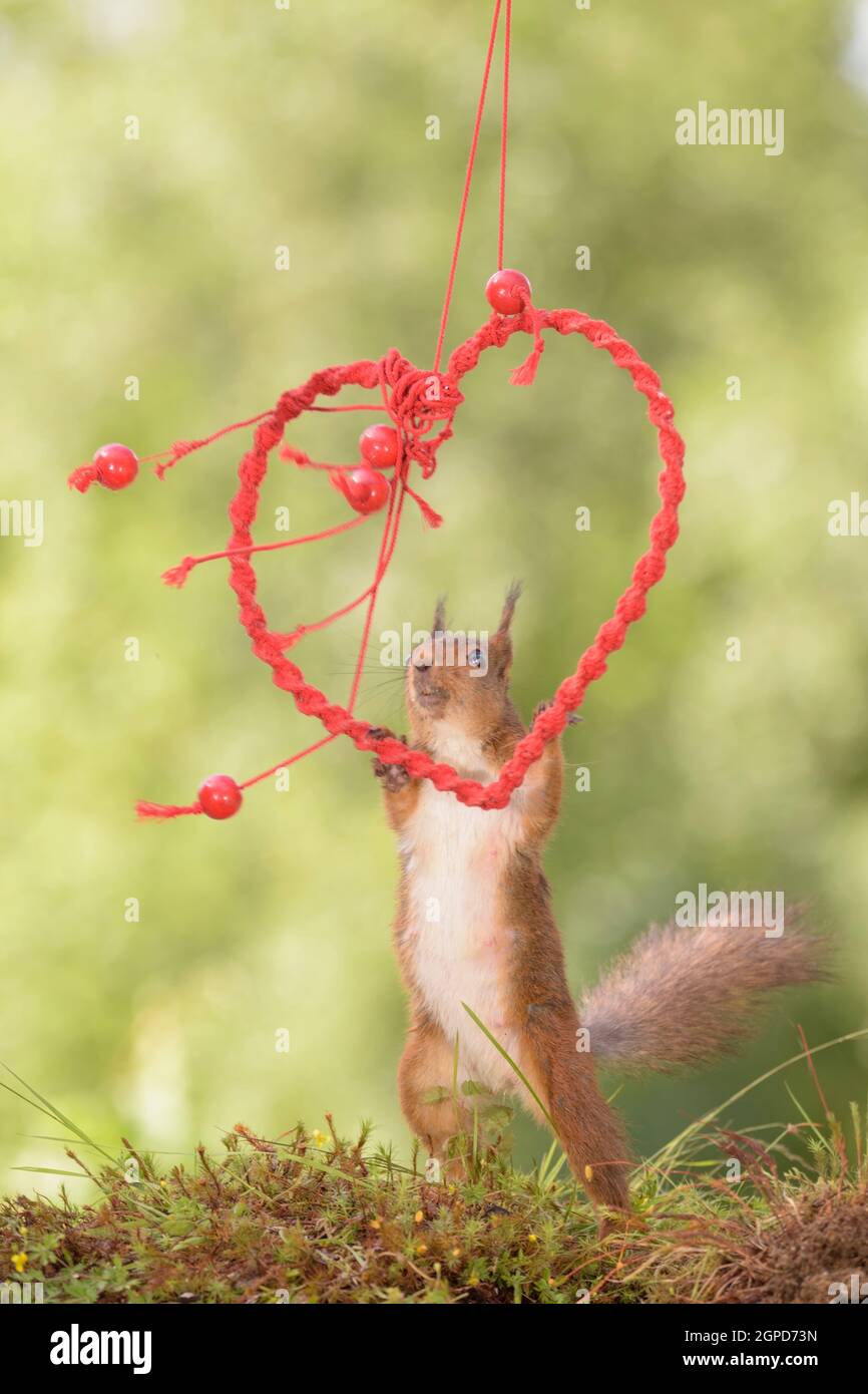 Squirrel holding heart hi-res stock photography and images - Alamy