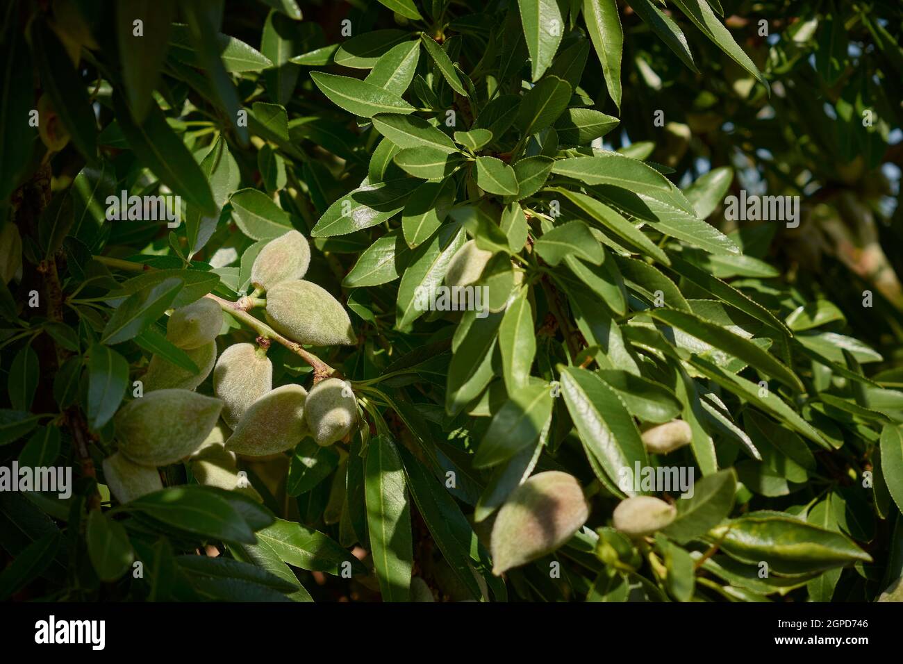 Growing almonds. Branches and leaves of an almond tree in spring ...