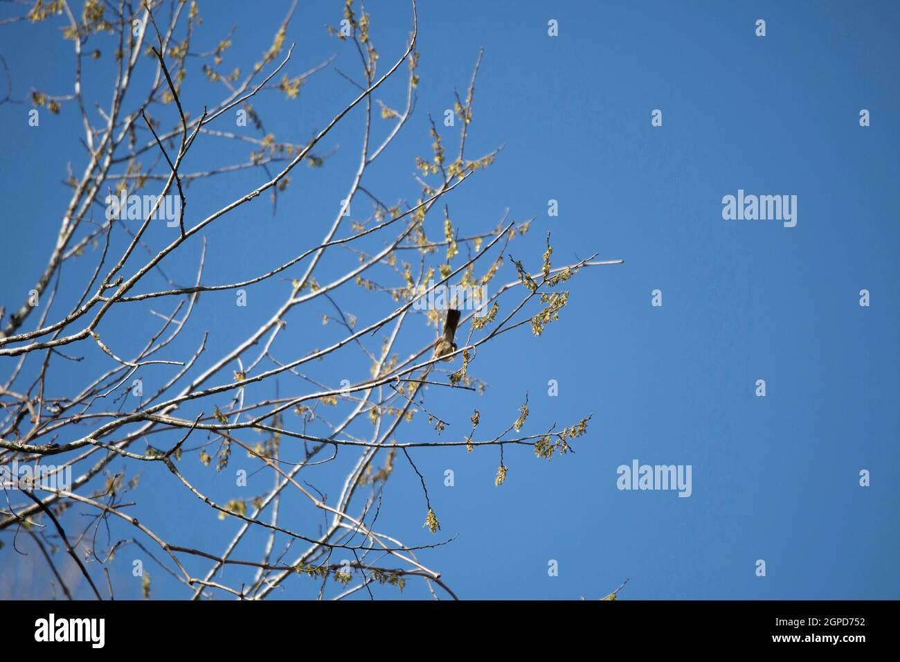 White-throated sparrow (Zonotrichia albicollis) taking flight from a ...