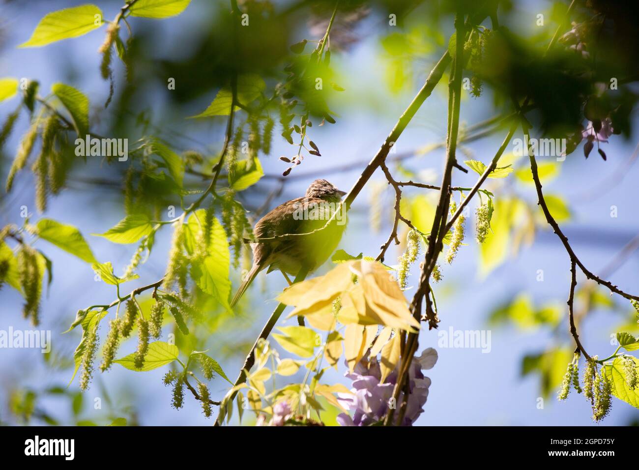 Curious white-throated sparrow (Zonotrichia albicollis) looking around ...