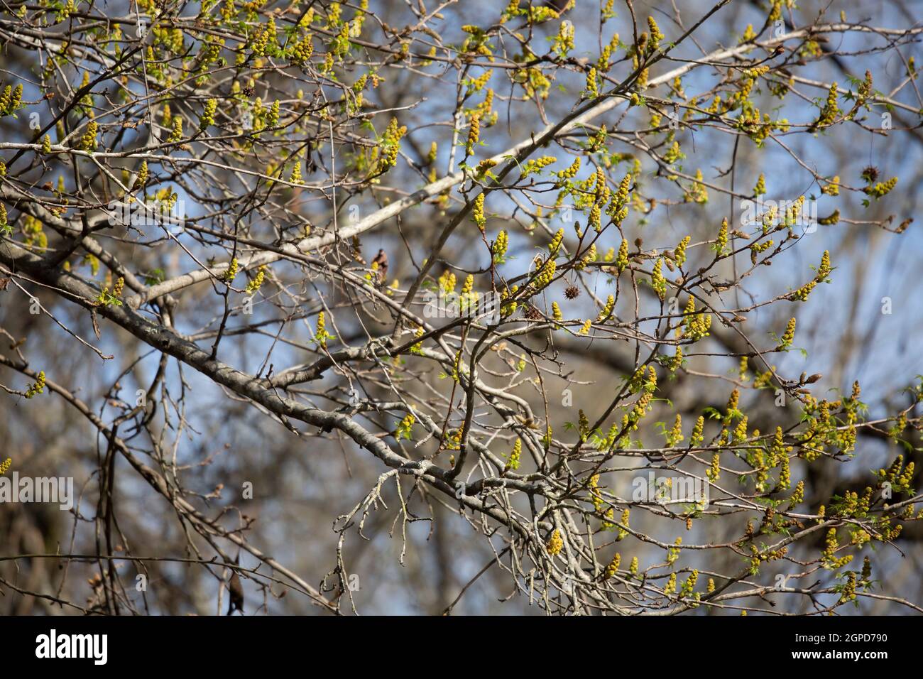 Pollen growing out from tree limbs on a spring day Stock Photo - Alamy