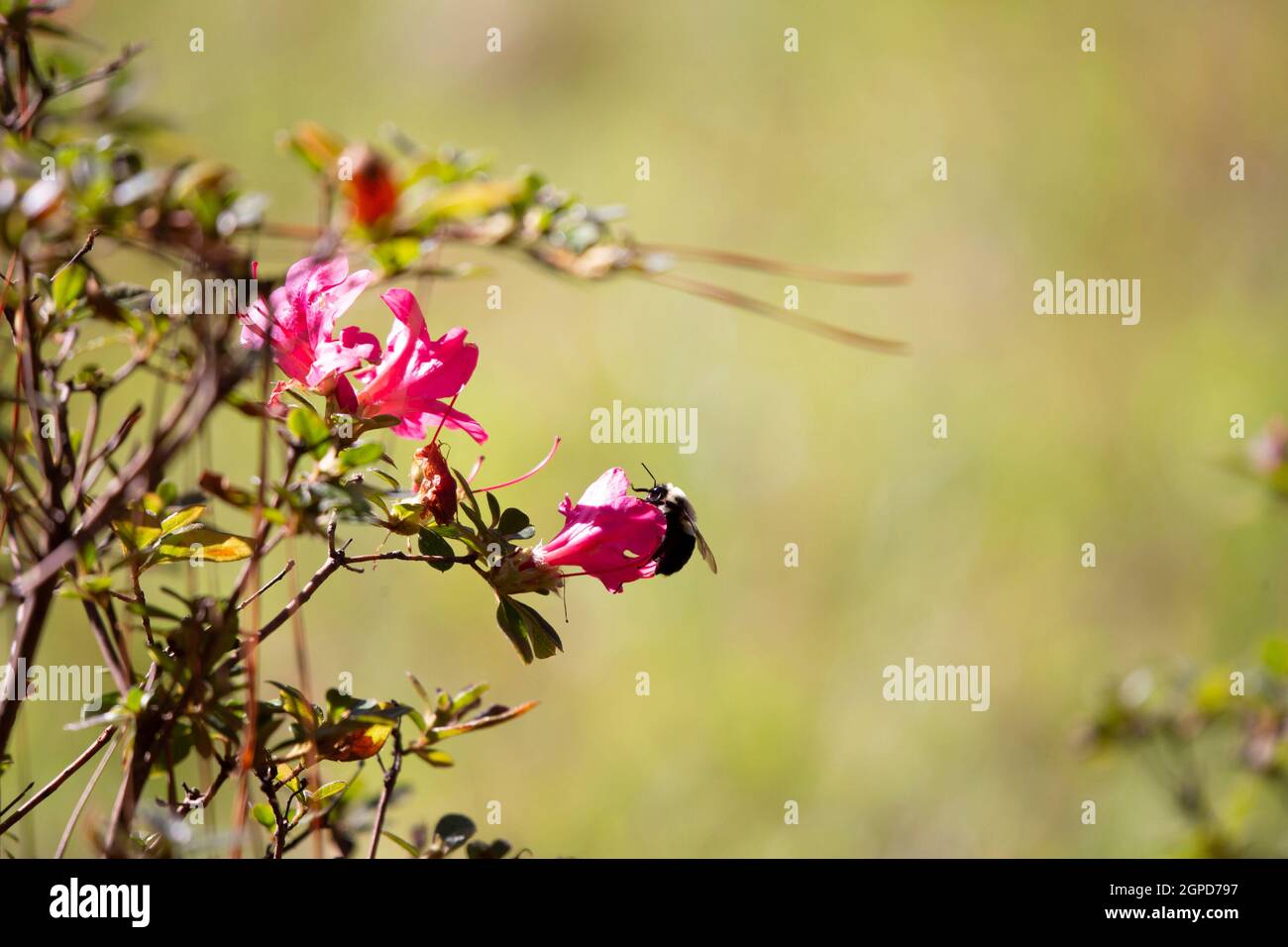 Bumblebee (Bombus) pollinating a pretty, pink flower Stock Photo - Alamy