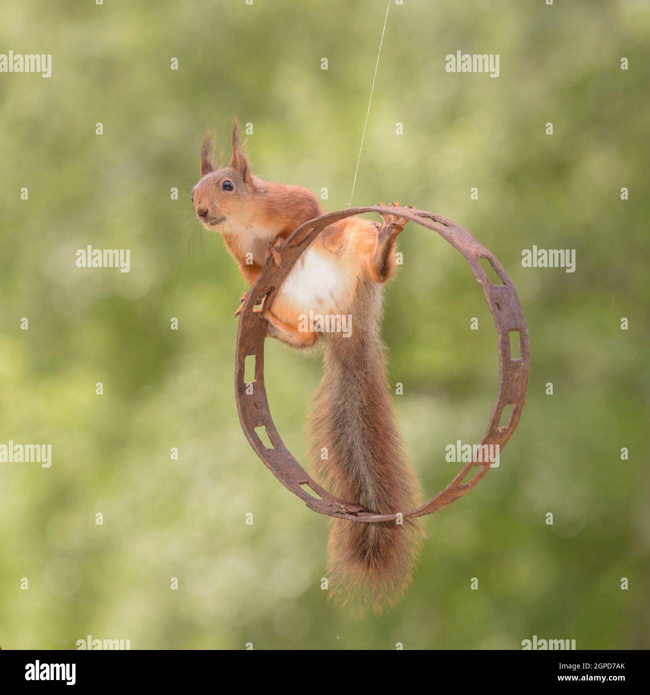 red squirrel is climbing in a iron circle in the air Stock Photo - Alamy