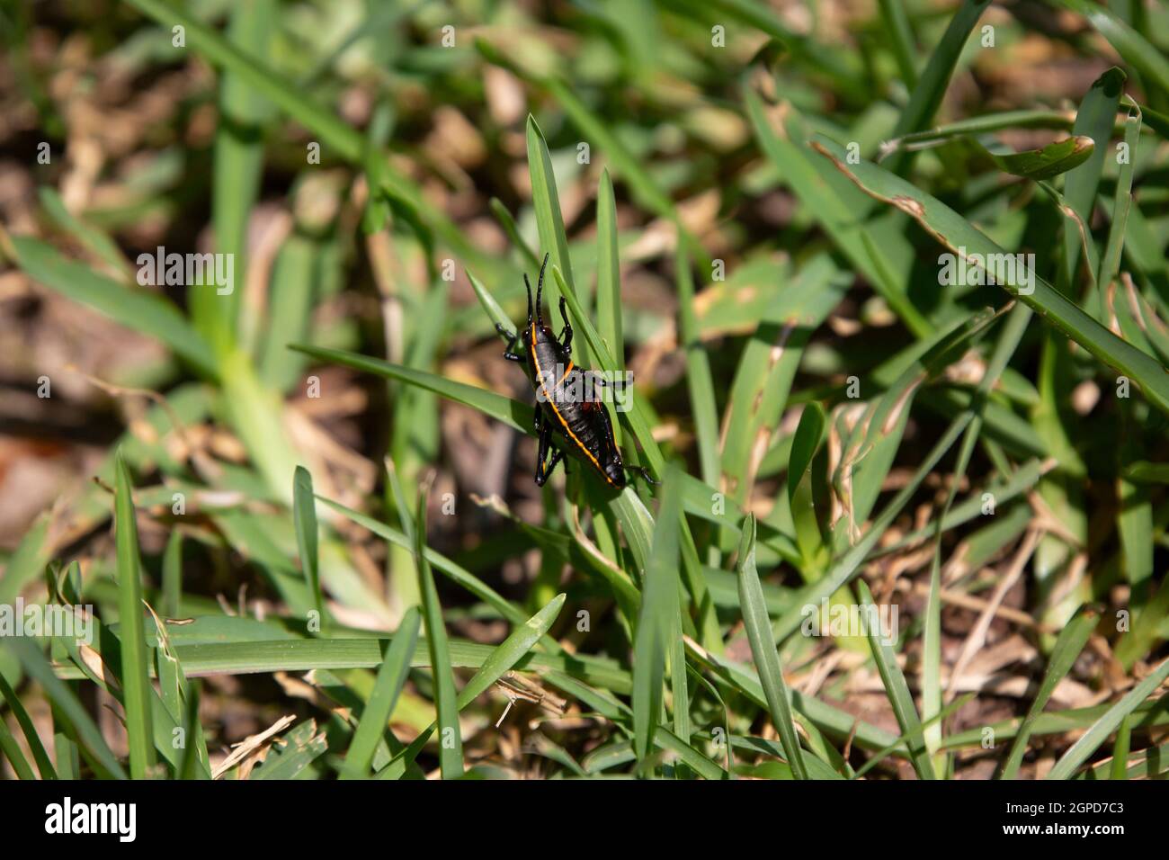 Southeastern lubber grasshopper (Romalea microptera) climbing blades of ...