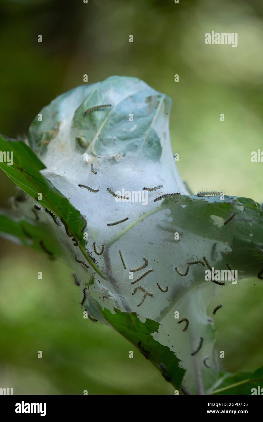 Fall webworm caterpillars (Hyphantria cunea) still in the cocoon during ...