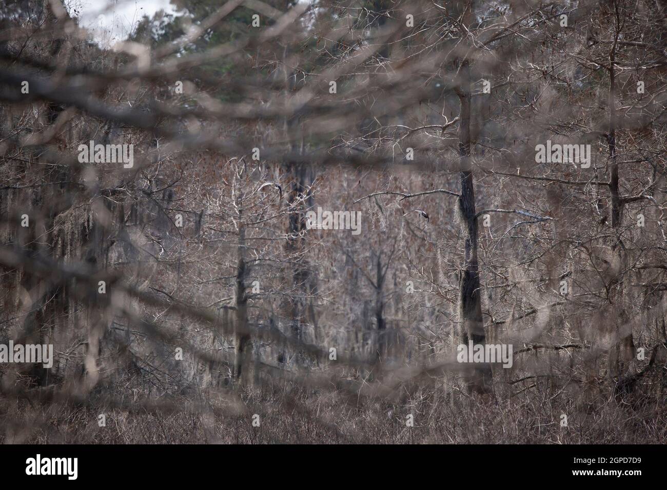 Wood ducks (Aix sponsa) flying into autumn foliage Stock Photo - Alamy