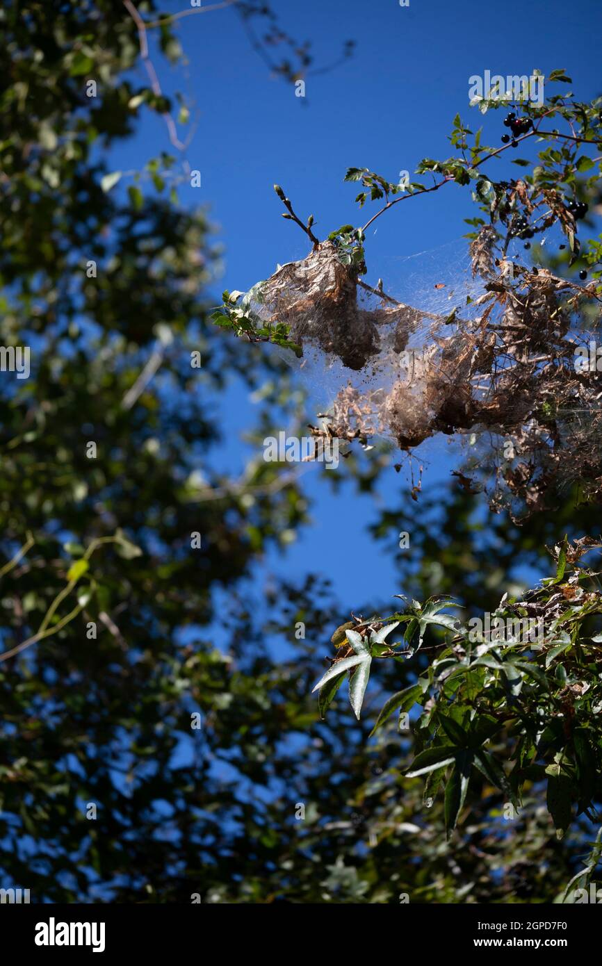 Cocoon hanging in a tall tree during the fall season Stock Photo - Alamy