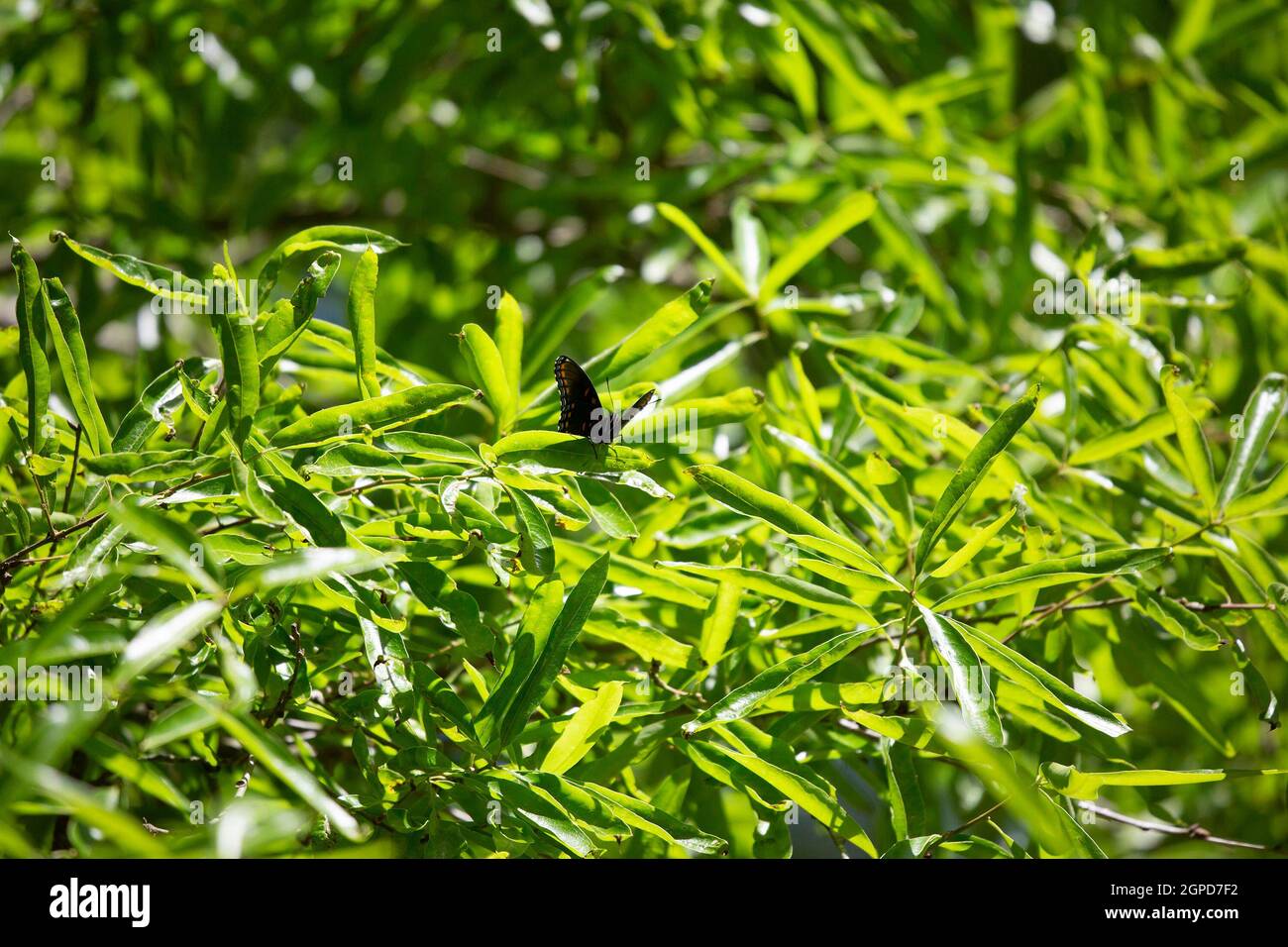 Red-spotted purple butterfly (Limenitis arthemis) perched on a tree ...