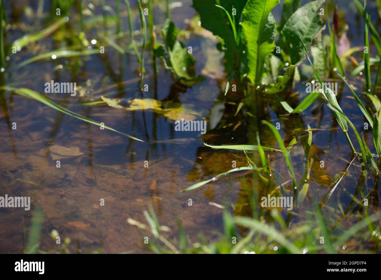 School Of Minnows High Resolution Stock Photography and Images - Alamy