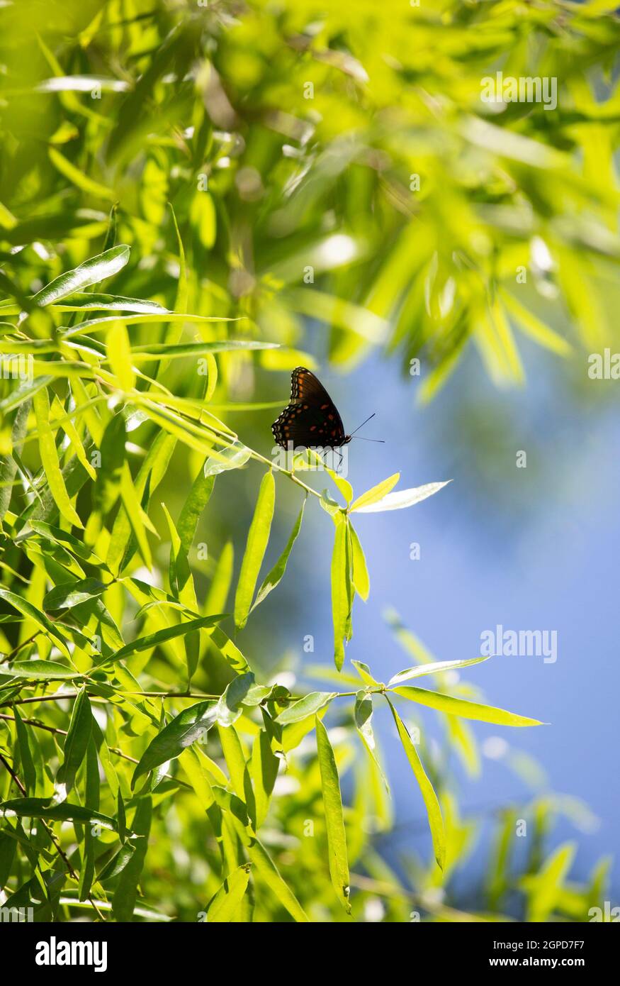 Red-spotted purple butterfly (Limenitis arthemis) perched on a tree ...