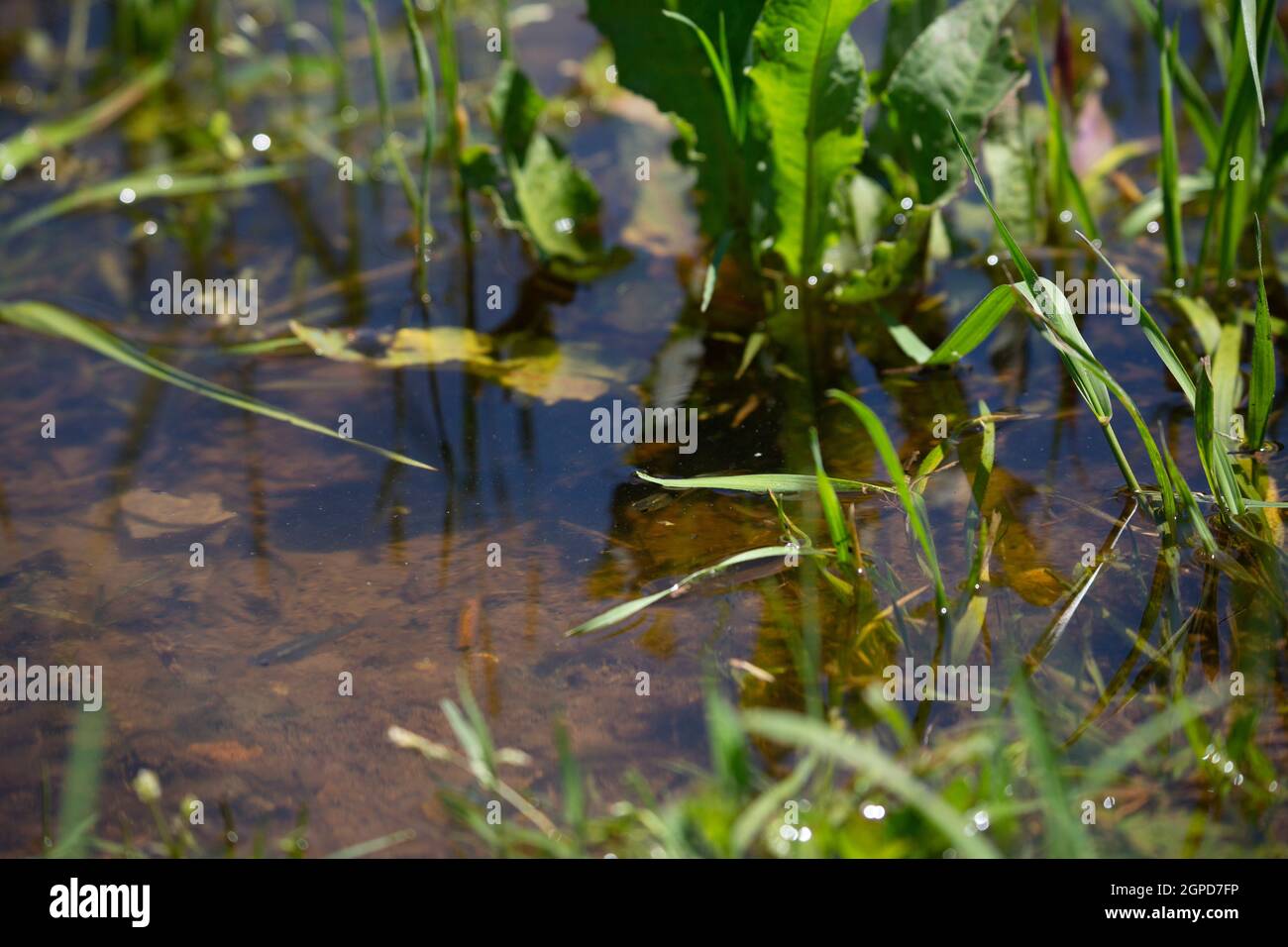 Minnows in the shallow end of a lake Stock Photo - Alamy